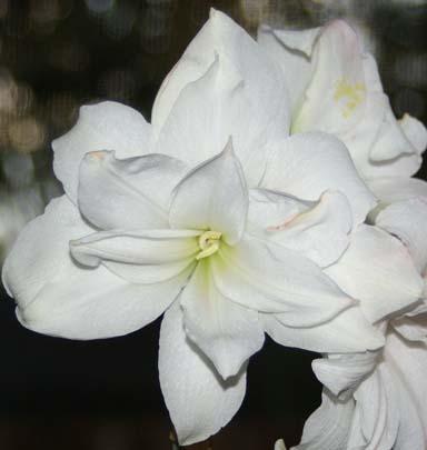 Amaryllis (Hippeastrum 'Snow White') in the Amaryllis Database - Garden.org
