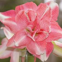 Amaryllis (Hippeastrum 'Rozetta') in the Amaryllis Database - Garden.org