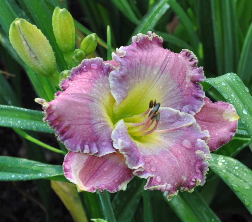 Daylily (Hemerocallis 'Doyle Pierce') in the Daylilies Database ...