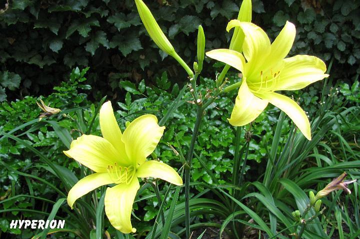 Photo of the bloom of Daylily (Hemerocallis 'Hyperion') posted by ...