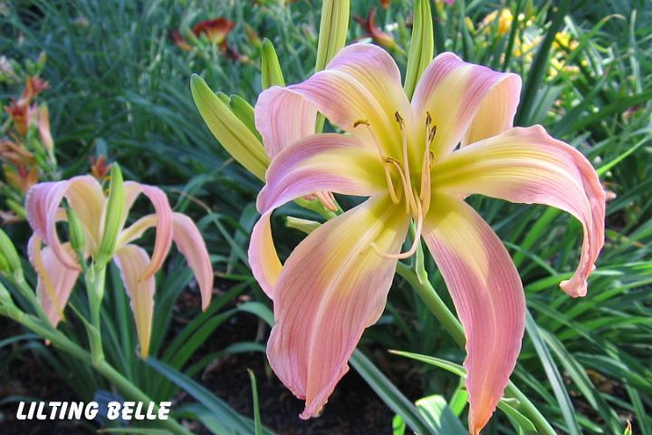 Photo of the bloom of Daylily (Hemerocallis 'Lilting Belle') posted by ...