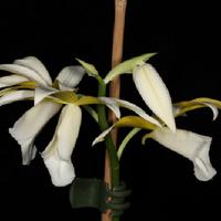 Photo of the bloom of Nun's Cap Orchid (Calanthe tankervilleae) posted ...