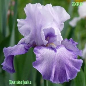 Tall Bearded Iris (Iris 'Handshake') in the Irises Database - Garden.org