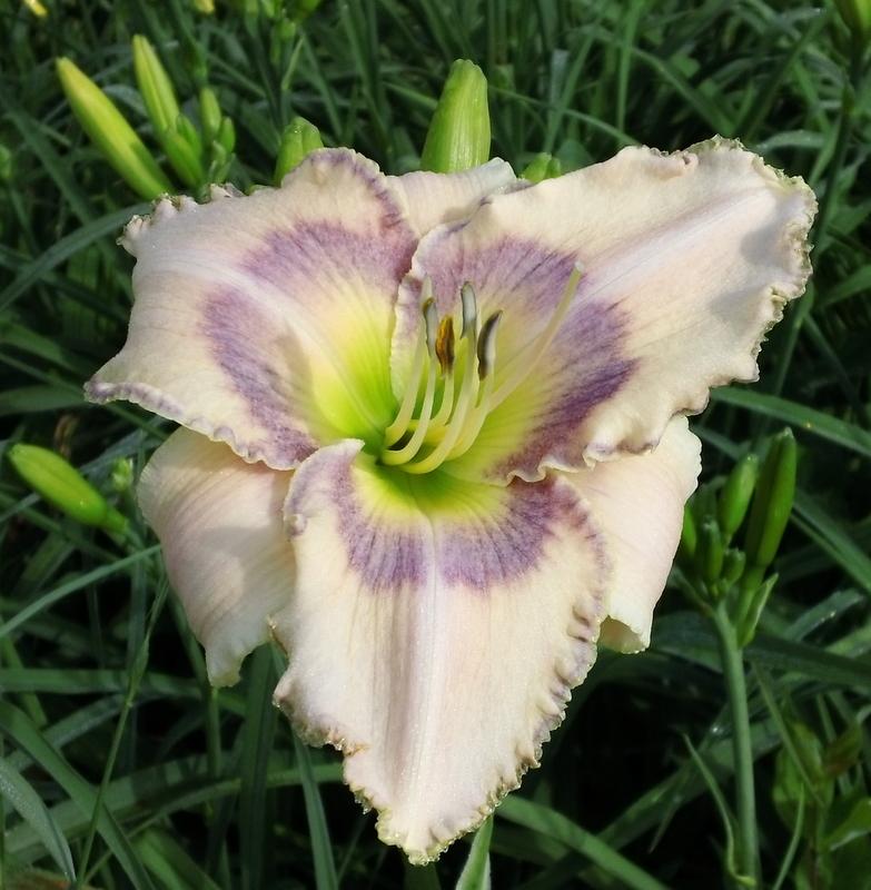 Daylily (Hemerocallis 'Itza Walleyed Fit') in the Daylilies Database ...