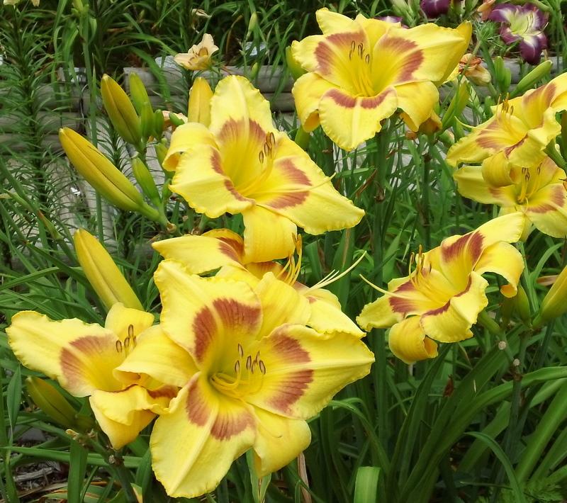 Photo of the entire plant of Daylily (Hemerocallis 'King George ...
