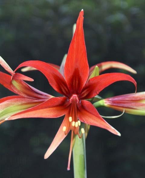 Amaryllis (Hippeastrum cybister 'Merengue') in the Amaryllis Database ...