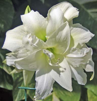 Amaryllis (Hippeastrum 'Ice Queen') in the Amaryllis Database - Garden.org