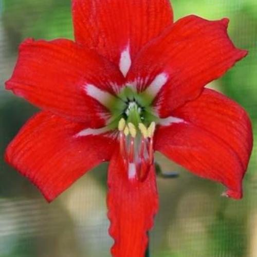 Amaryllis (Hippeastrum Sonatini™ Balentino) in the Amaryllis Database ...