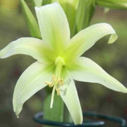 Amaryllis (Hippeastrum 'Evergreen') in the Amaryllis Database - Garden.org