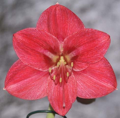 Amaryllis (Hippeastrum 'Milady') in the Amaryllis Database - Garden.org