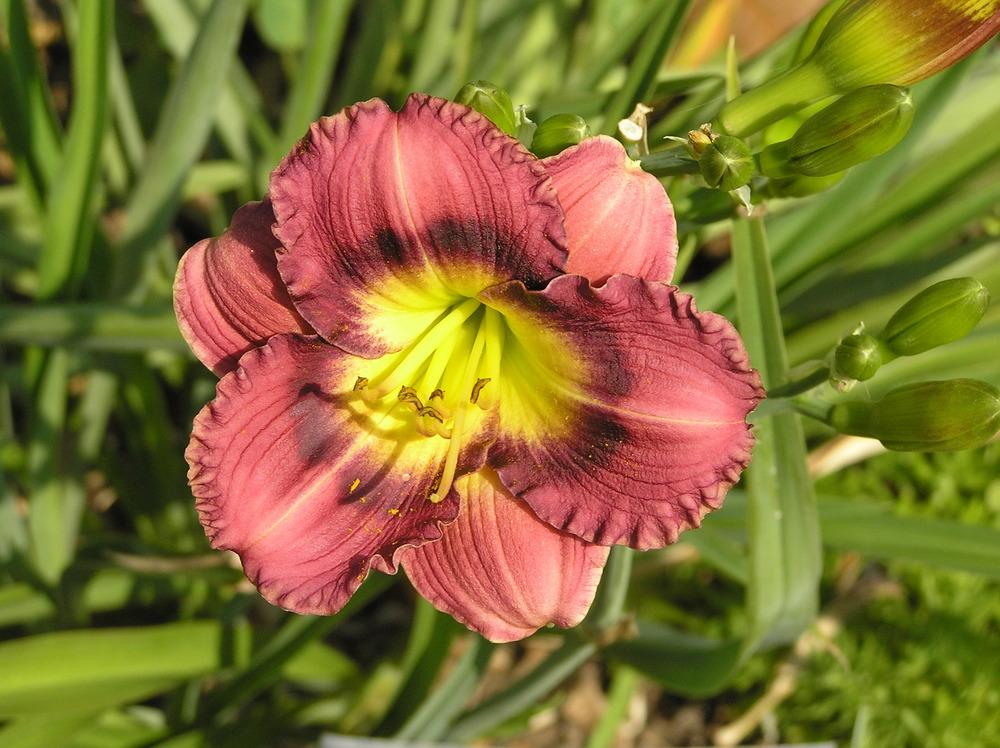 Daylily (Hemerocallis 'Dandy Dwarf') in the Daylilies Database - Garden.org