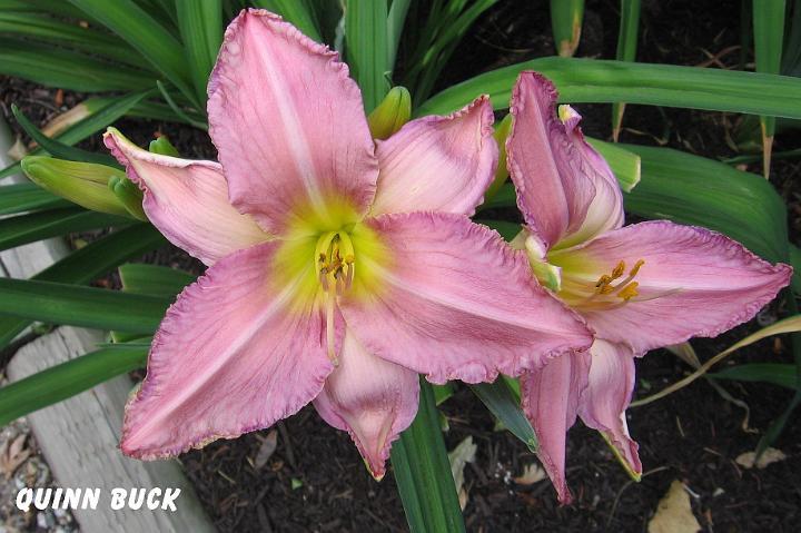 Photo of the bloom of Daylily (Hemerocallis 'Quinn Buck') posted by ...