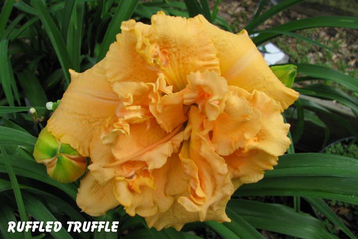 Daylily (Hemerocallis 'Ruffled Truffle') in the Daylilies Database ...