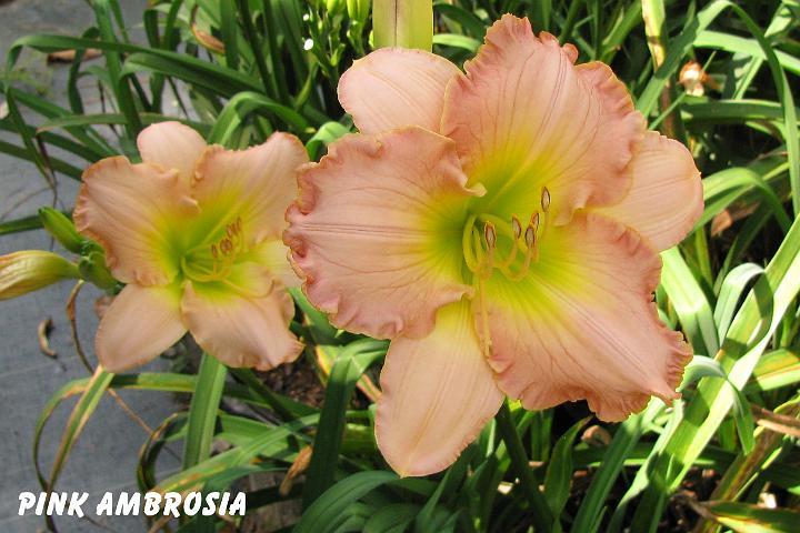 Photo of the bloom of Daylily (Hemerocallis 'Pink Ambrosia') posted by ...