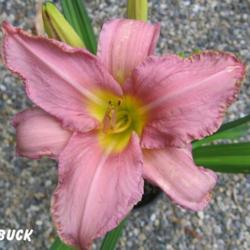 Daylily (Hemerocallis 'Quinn Buck') in the Daylilies Database - Garden.org