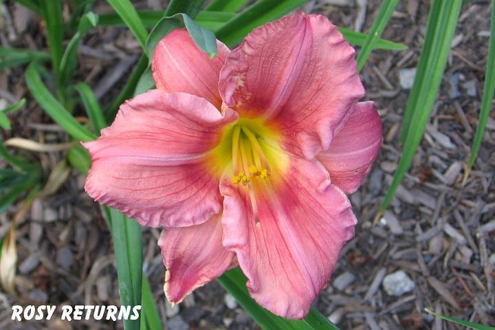 Photo of the bloom of Daylily (Hemerocallis 'Rosy Returns') posted by ...