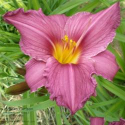 Daylily (Hemerocallis 'Summer Wine') in the Daylilies Database - Garden.org