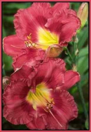 Daylily (Hemerocallis 'Rose Red Ruffles') in the Daylilies Database ...
