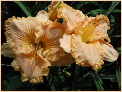 Photo of the bloom of Daylily (Hemerocallis 'Sculpted Treasure') posted by Calif_Sue - Garden.org