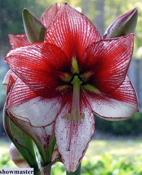 Photo of the bloom of Amaryllis (Hippeastrum 'Showmaster') posted by ...