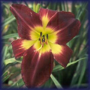 Photo of the bloom of Daylily (Hemerocallis 'Persian Ruby') posted by ...