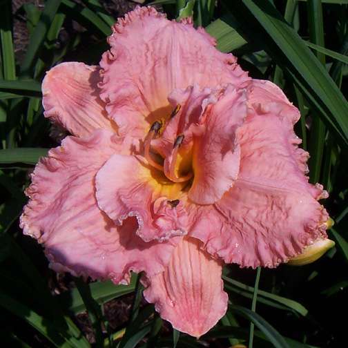 Daylily (Hemerocallis 'Joyce Parris') in the Daylilies Database ...