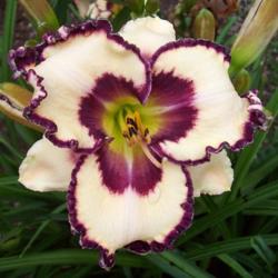 Daylily (Hemerocallis 'Ragdoll Lace') in the Daylilies Database - Garden.org