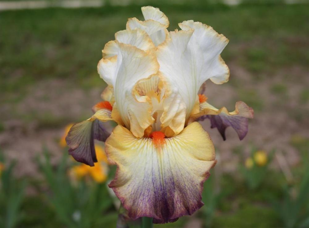 Tall Bearded Iris (Iris 'Expect Wonders') in the Irises Database ...
