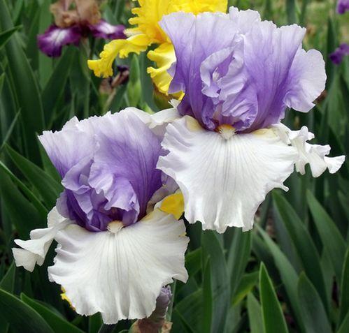 Photo of the bloom of Iris 'Alpenview' posted by Ladylovingdove ...