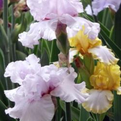 Tall Bearded Iris (Iris 'Bliss Bomb') in the Irises Database - Garden.org
