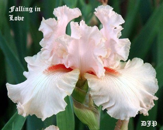 Tall Bearded Iris (Iris 'Falling in Love') in the Irises Database - Garden.org