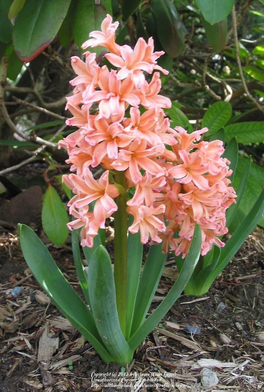 Hyacinths: Plant Care and Collection of Varieties - Garden.org