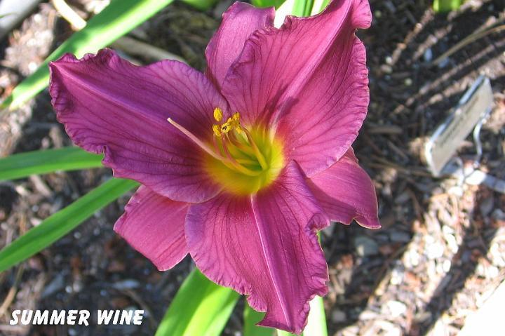 Photo of the bloom of Daylily (Hemerocallis 'Summer Wine') posted by ...