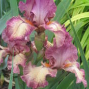 Photo of the bloom of Tall Bearded Iris (Iris 'Rock Star') posted by ...