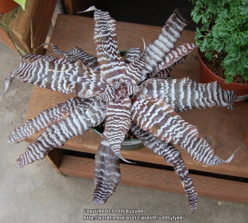 Earth Star (Cryptanthus zonatus) - Garden.org