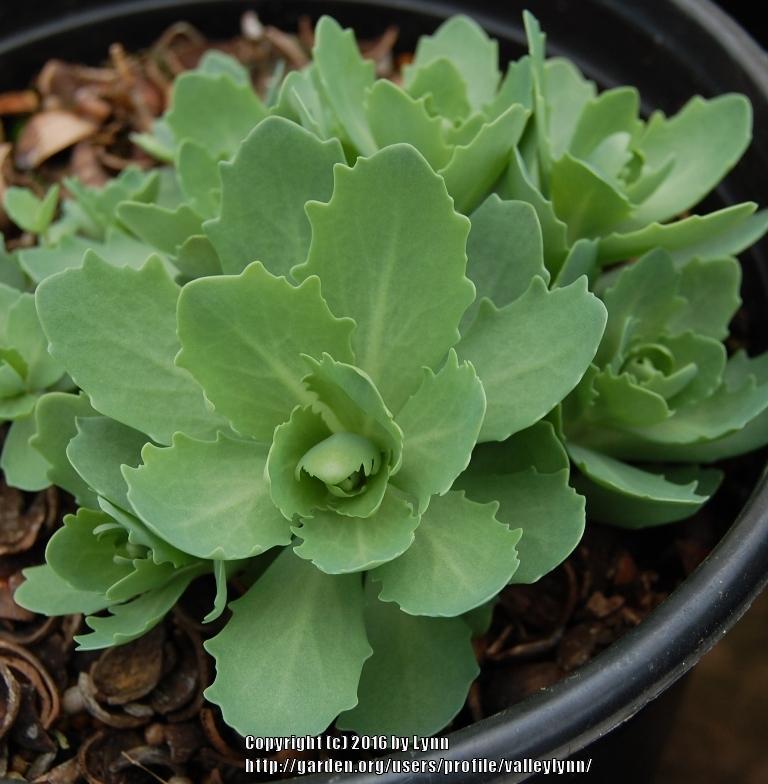 Photo of the leaves of Stonecrop (Hylotelephium spectabile 'Autumn Fire ...