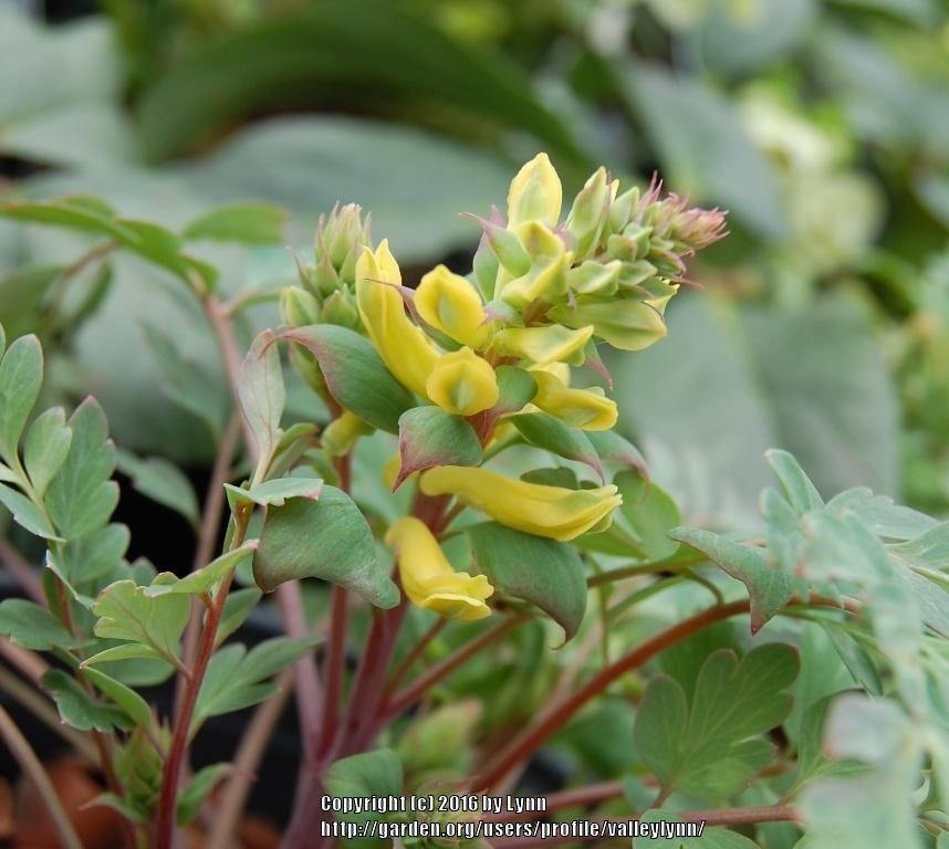 Photo of the bloom of Corydalis 'Canary Feathers' posted by valleylynn ...