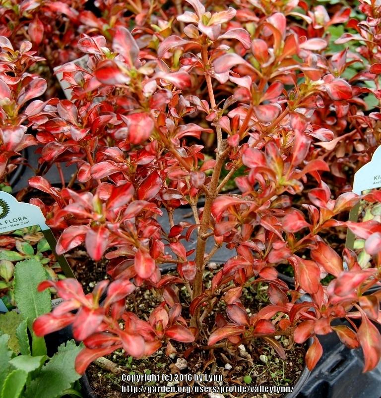 Photo of the entire plant of Australian Mirror Bush (Coprosma 'Evening ...