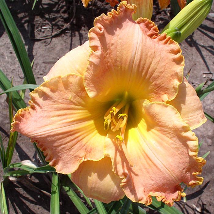Photo of the bloom of Daylily (Hemerocallis 'Peach Bombshell') posted ...