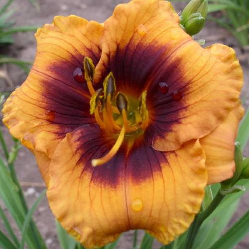 Daylily (Hemerocallis 'Cheddar Weasel') in the Daylilies Database ...