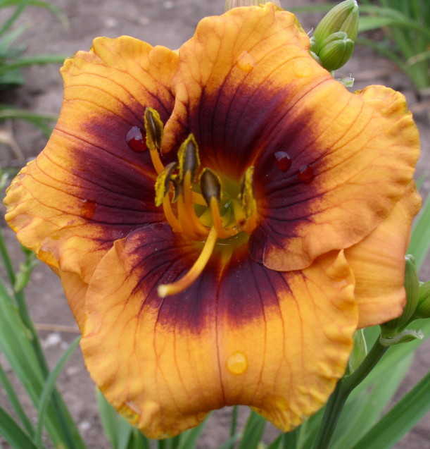 Daylily (Hemerocallis 'Cheddar Weasel') in the Daylilies Database ...