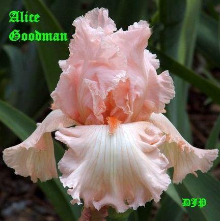 Tall Bearded Iris (Iris 'Alice Goodman') in the Irises Database ...