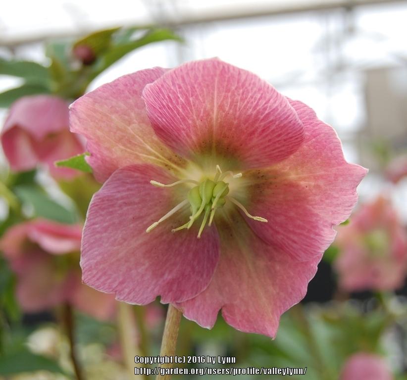 Hellebore (Helleborus x hybridus Spring Promise® Bridget) in the ...