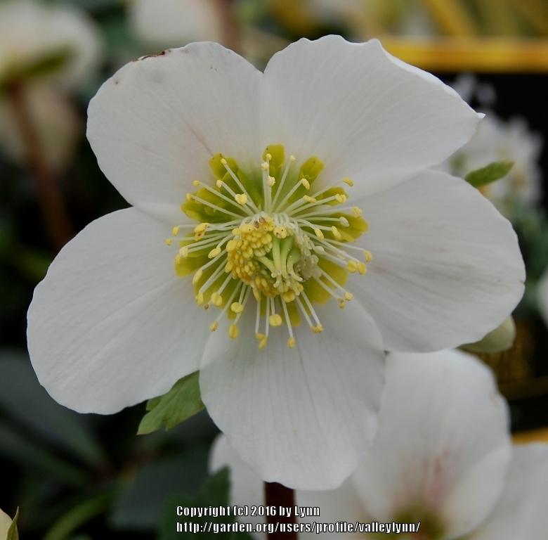 Photo of the stamens, filaments and pistils of Hellebore (Helleborus ...