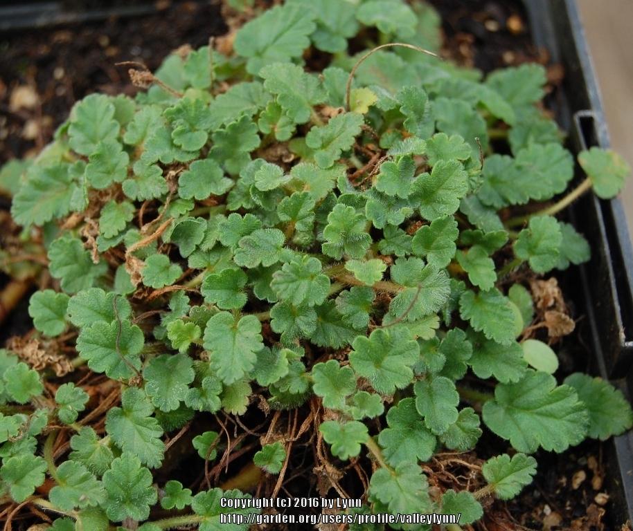 Photo of the leaves of Heron's Bill (Erodium foetidum 'Alba') posted by ...