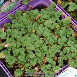 Alpine Geranium (Erodium reichardii 'Charm') in the Erodiums Database ...