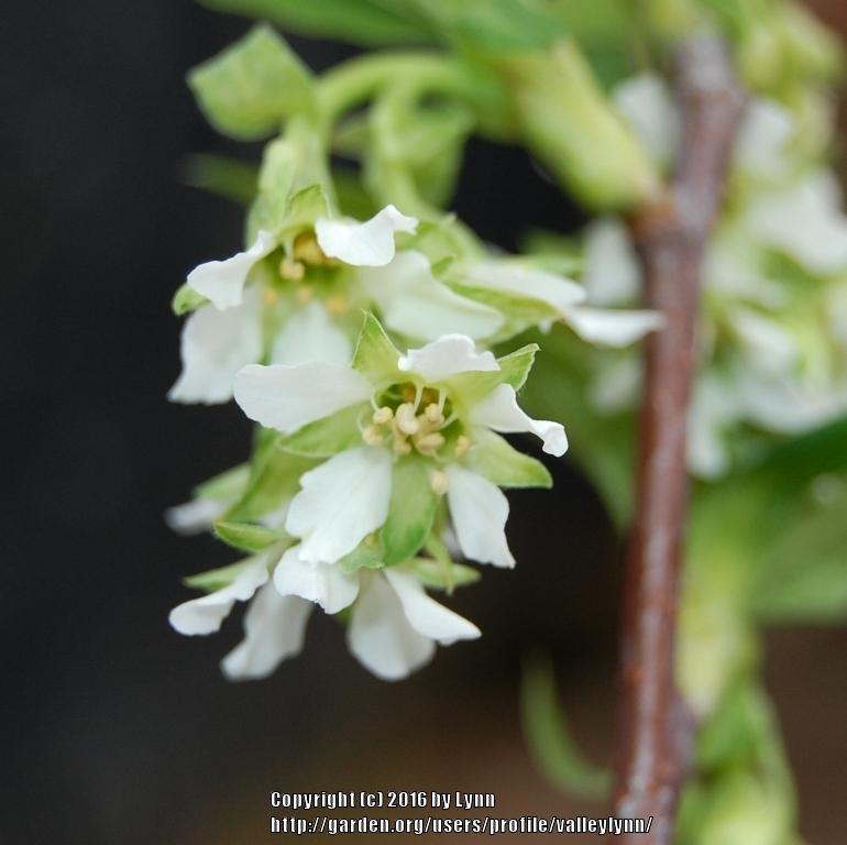 Oso Berry (Oemleria cerasiformis) - Garden.org