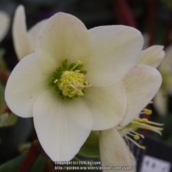 Hellebore (Helleborus Gold Collection® Champion) in the Hellebores ...