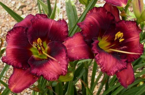 Daylily (Hemerocallis 'Westbourne Kirby Kids' Rusty Feet') in the ...