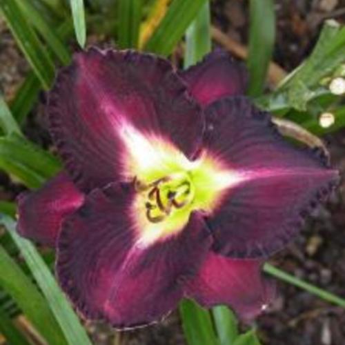 Daylily (Hemerocallis 'Westbourne Black Panther') in the Daylilies Database - Garden.org